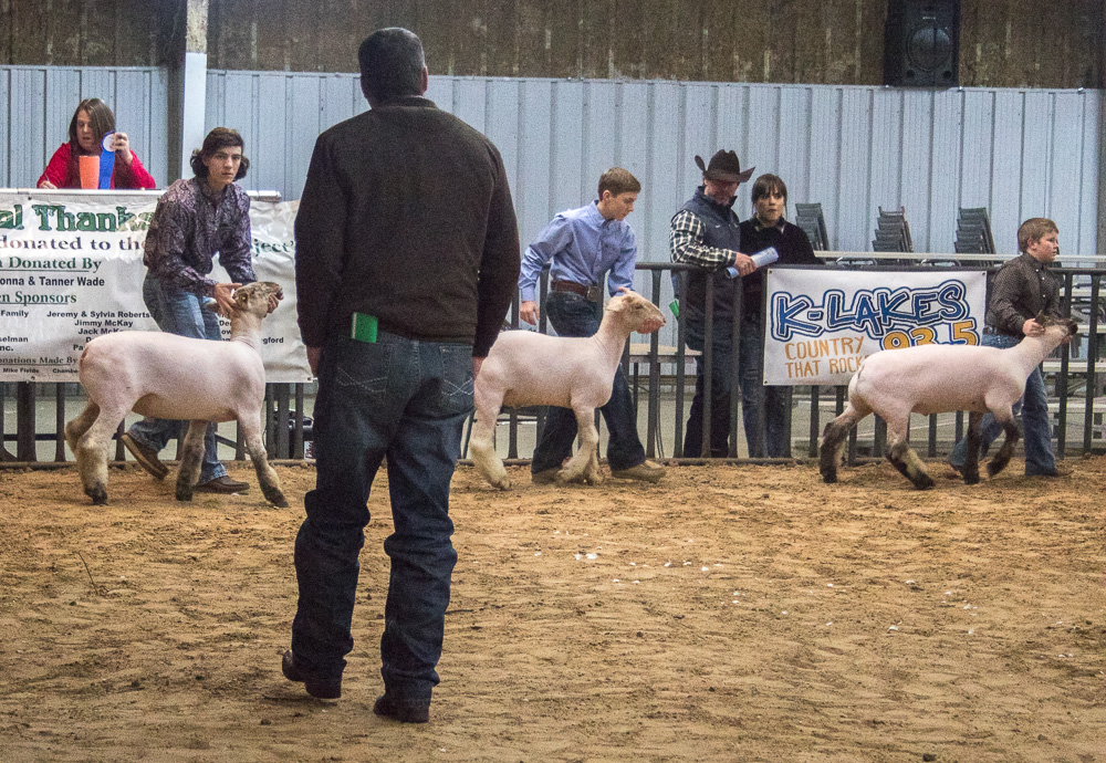 Seventeen students show sheep at SCJLS - Breckenridge Texan