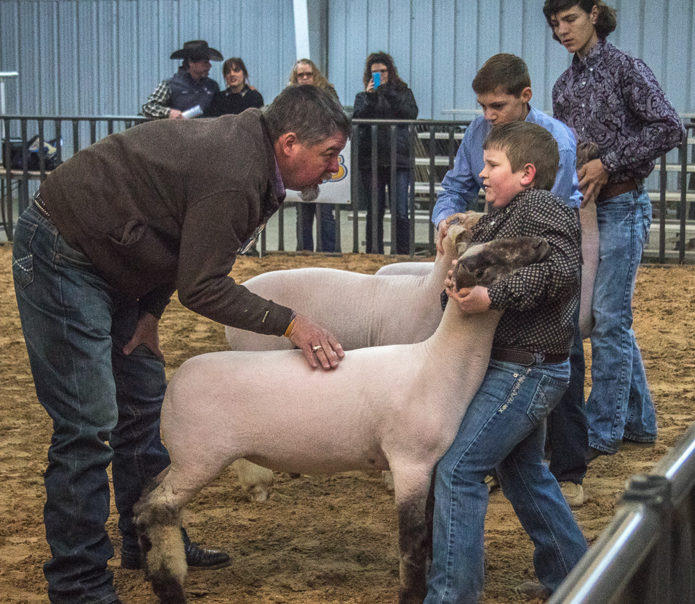 Seventeen students show sheep at SCJLS - Breckenridge Texan