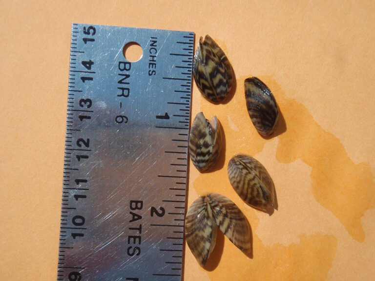 Lake Brownwood ‘infested’ with invasive zebra mussels - Breckenridge Texan