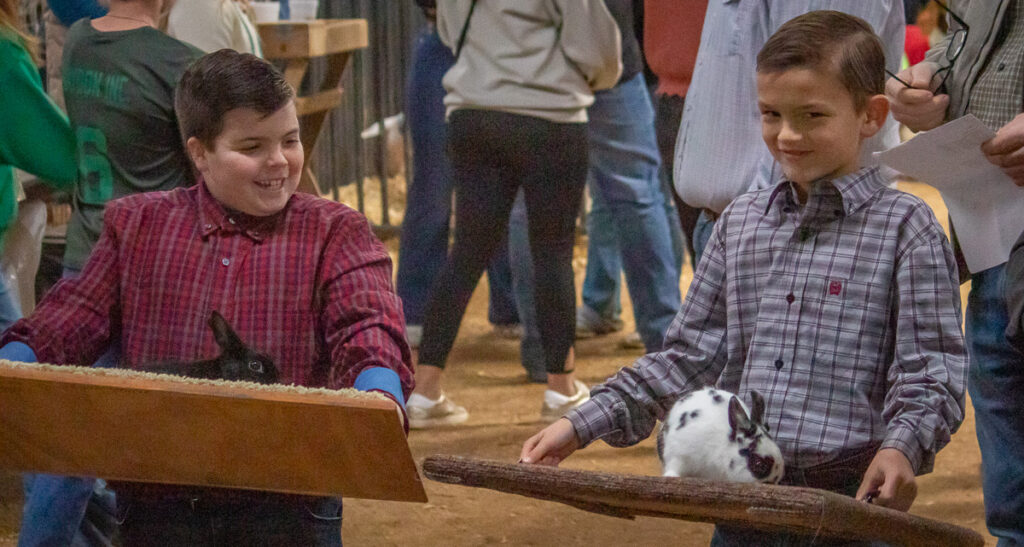 Annual livestock show opens with rabbit judging, continues today and ...