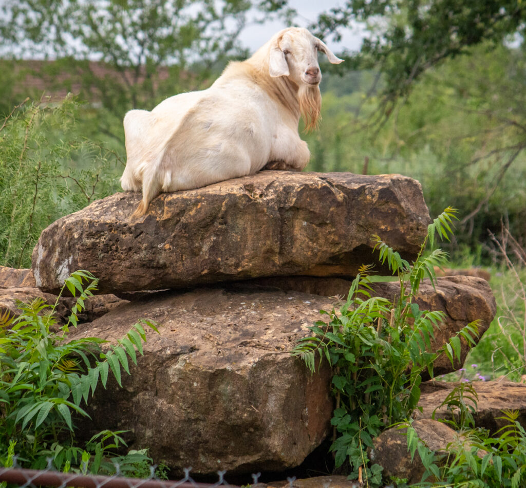 Breckenridge nanny goat surprises owners with quadruplets ...
