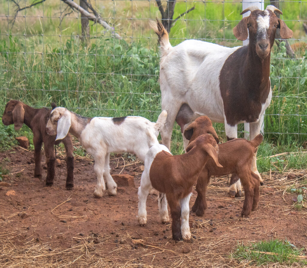 Breckenridge nanny goat surprises owners with quadruplets ...
